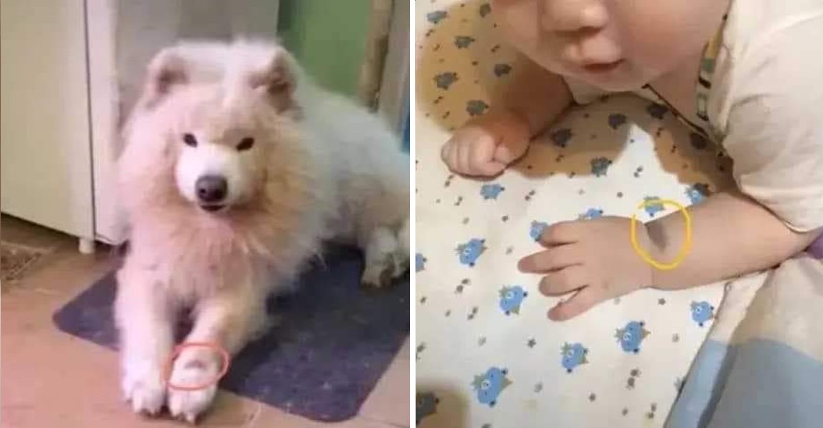 Are Dogs Really Reincarnated