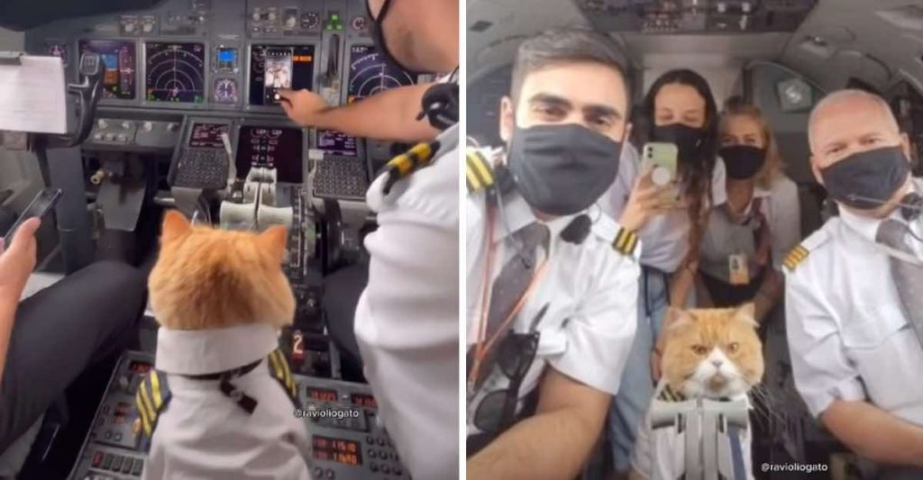Pilot brought his kitten to the plane in uniform and the crew ...